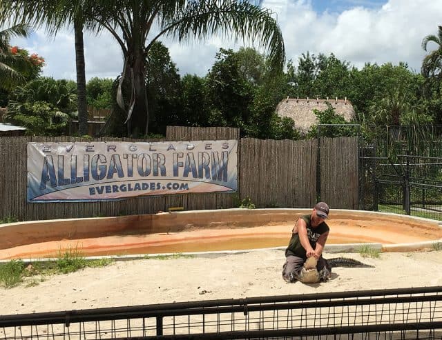 Miami: feed alligators in the everglades! - Blogger at Large