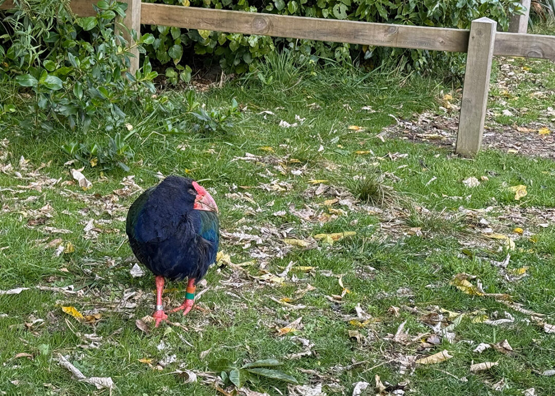 What to expect at Zealandia, Wellington - Blogger at Large